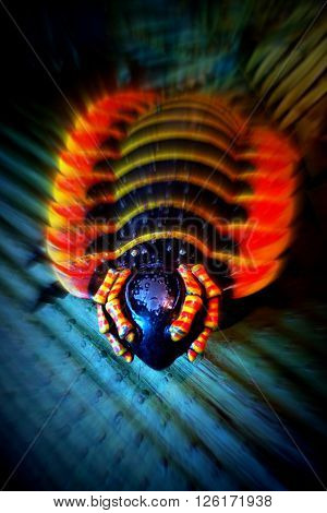 Arthropleura - a large wild prehistoric extinct giant Centipede Stock ...