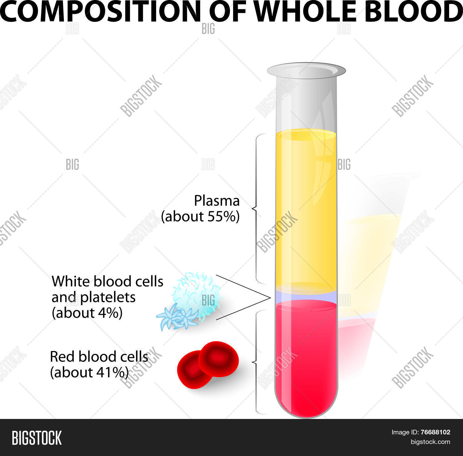 Composition Whole Blood Vector & Photo | Bigstock