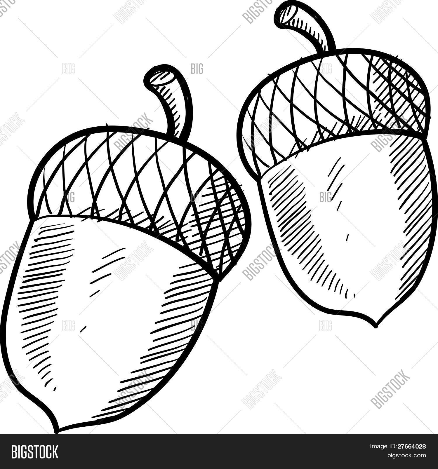 Acorn Drawing Vector & Photo | Bigstock