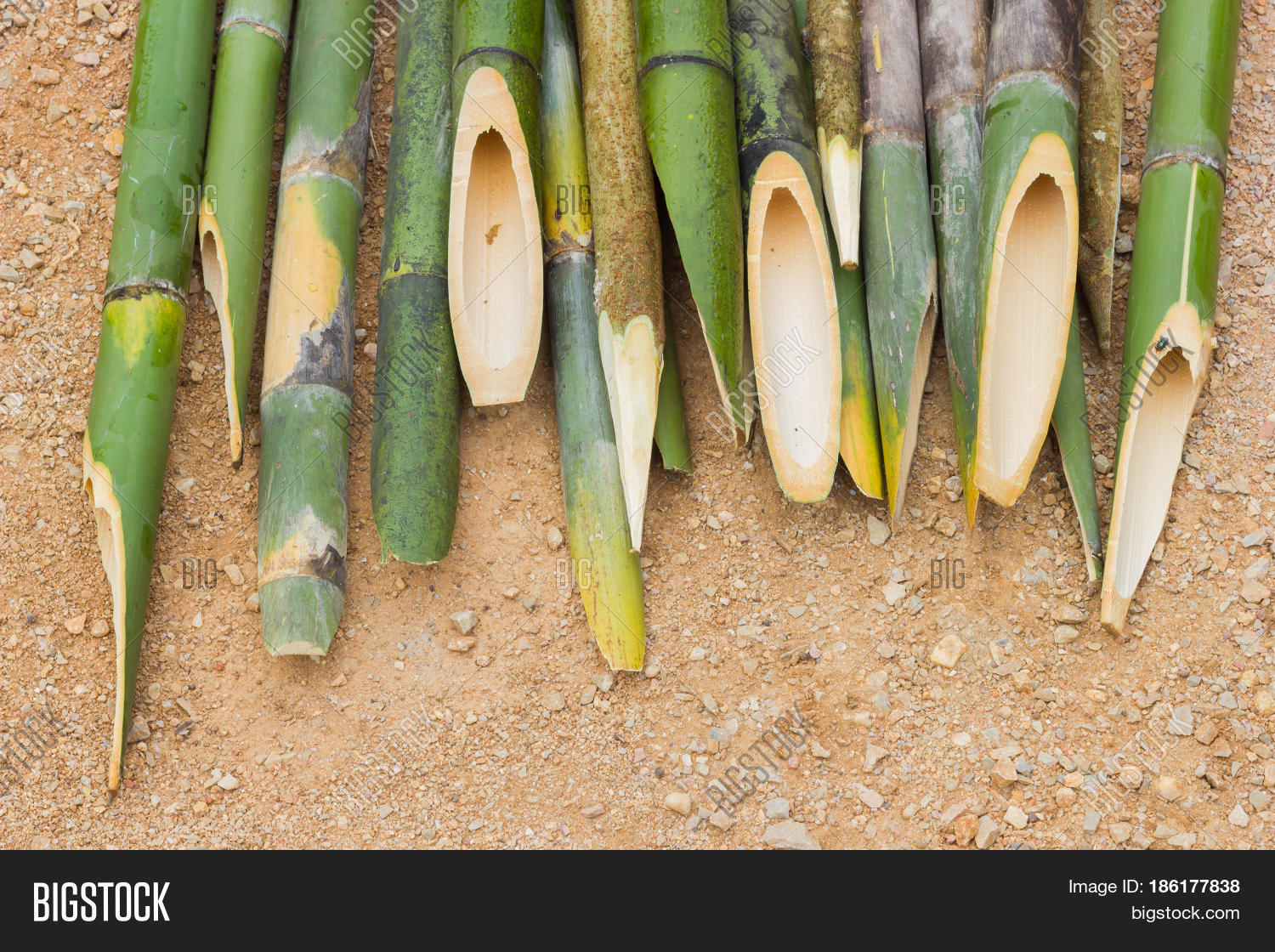 Sharpened Bamboo Sticks On Ground Image & Photo | Bigstock