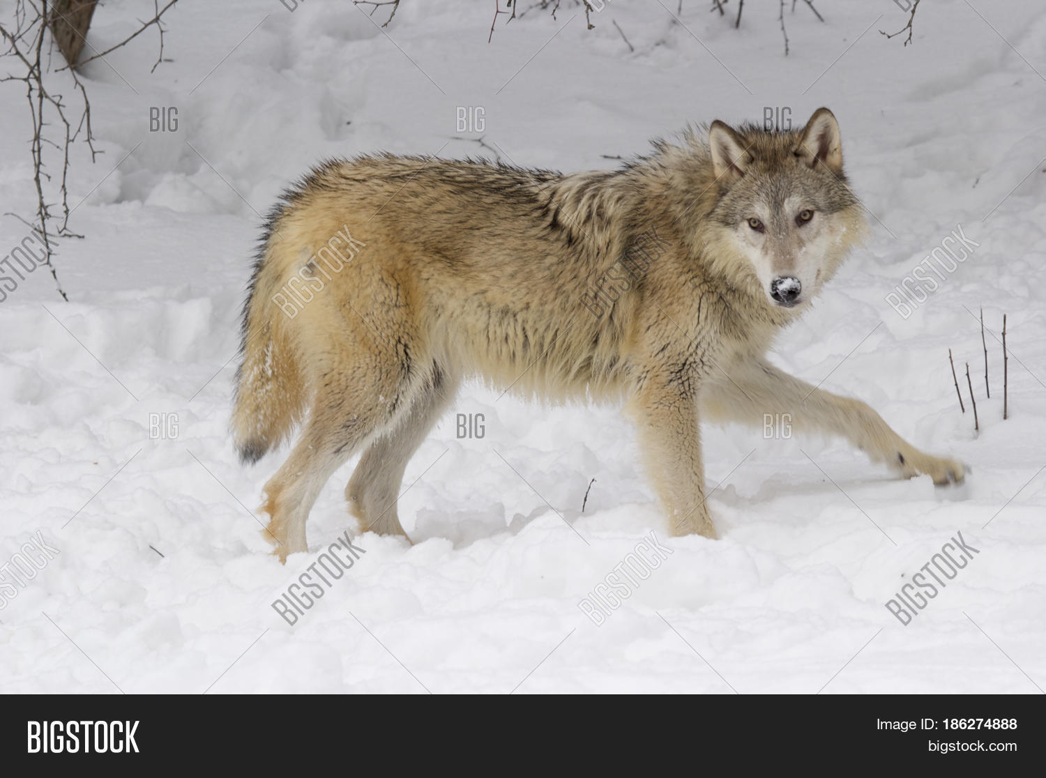 Gray Arctic Wolf Image & Photo | Bigstock
