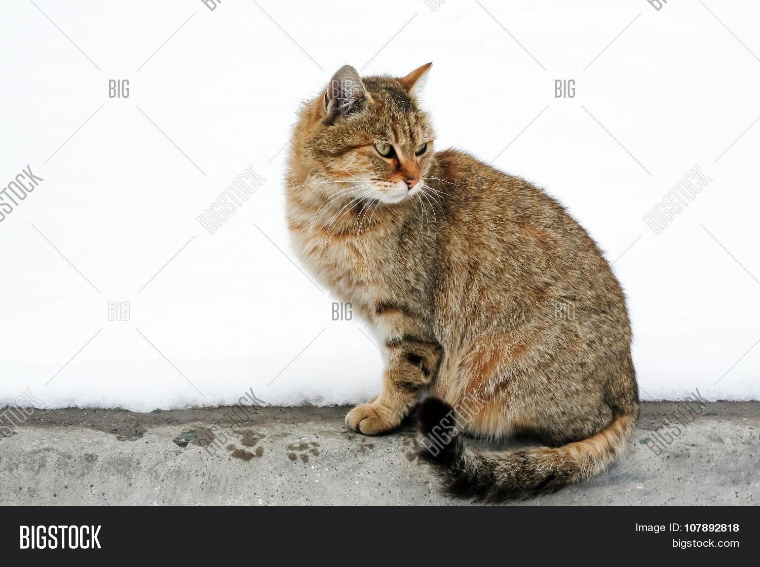 Cat brindle for a walk. Stock Photo & Stock Images | Bigstock