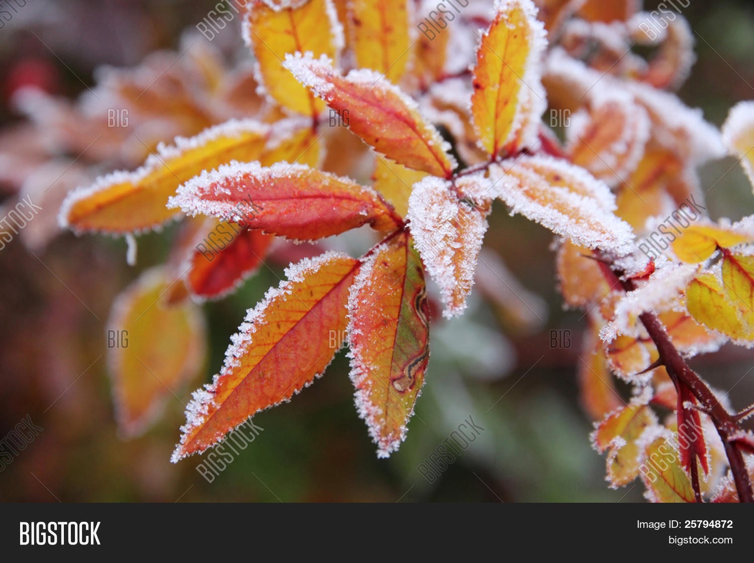 frozen autumn leaves Stock Photo & Stock Images | Bigstock
