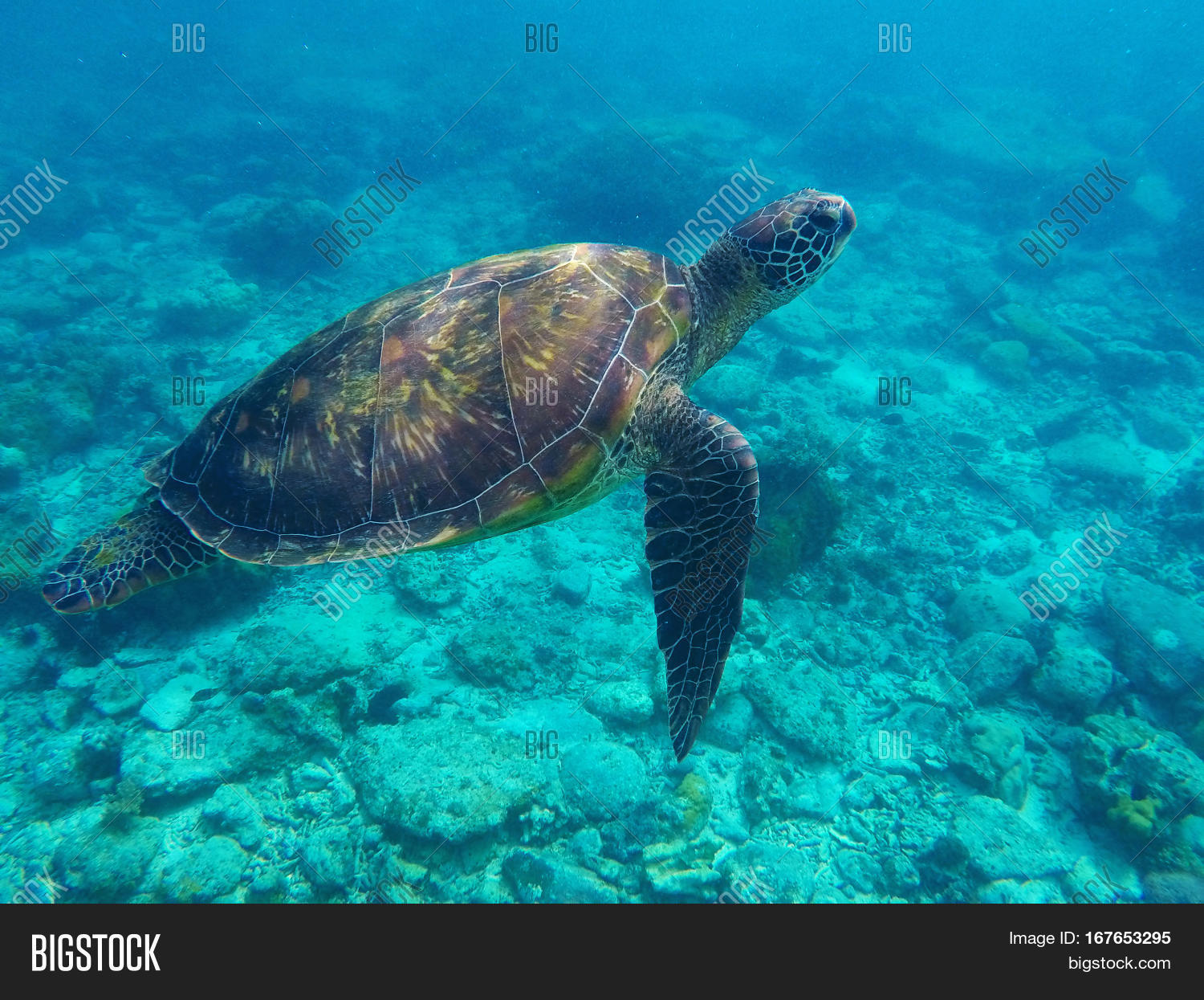 Sea Turtle Blue Water Above Coral Image & Photo | Bigstock