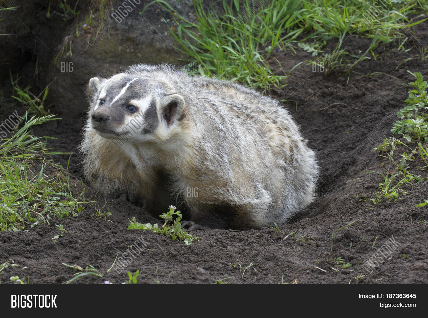 American Badger Image & Photo | Bigstock