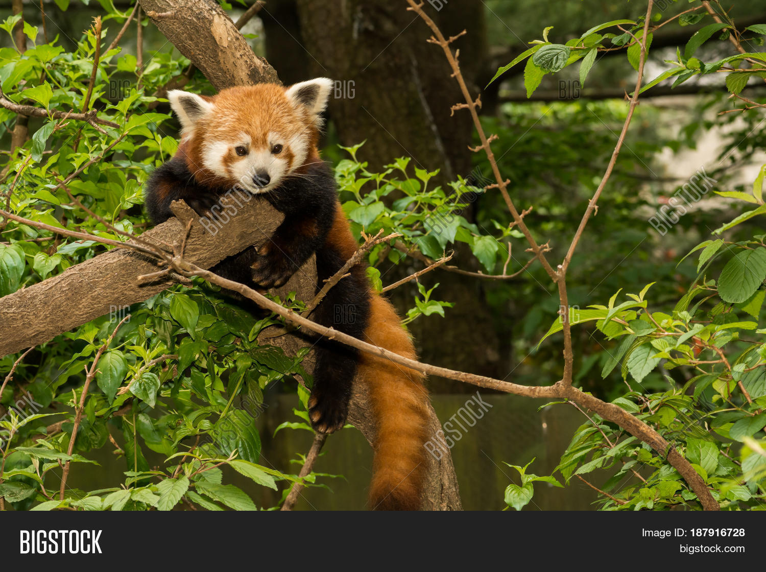 Young Red Panda Climbing Tree Image & Photo | Bigstock