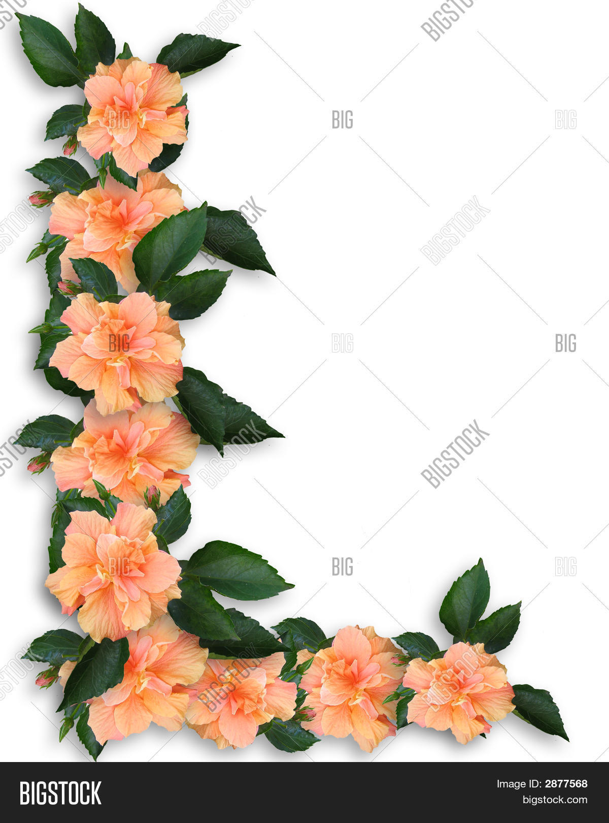Tropical Flowers Corner Design Stock Photo & Stock Images | Bigstock