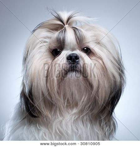 Chitzu gris - Imagui