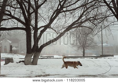 Dog Under Tree Images, Stock Photos & Illustrations | Bigstock