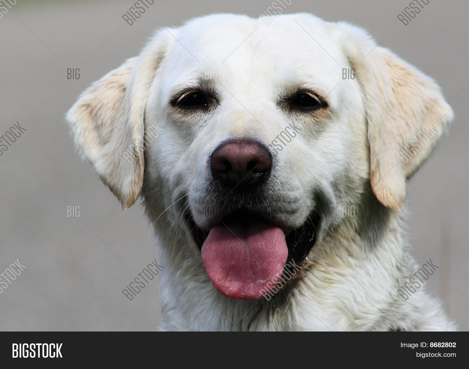 Smiling Labrador Image & Photo | Bigstock