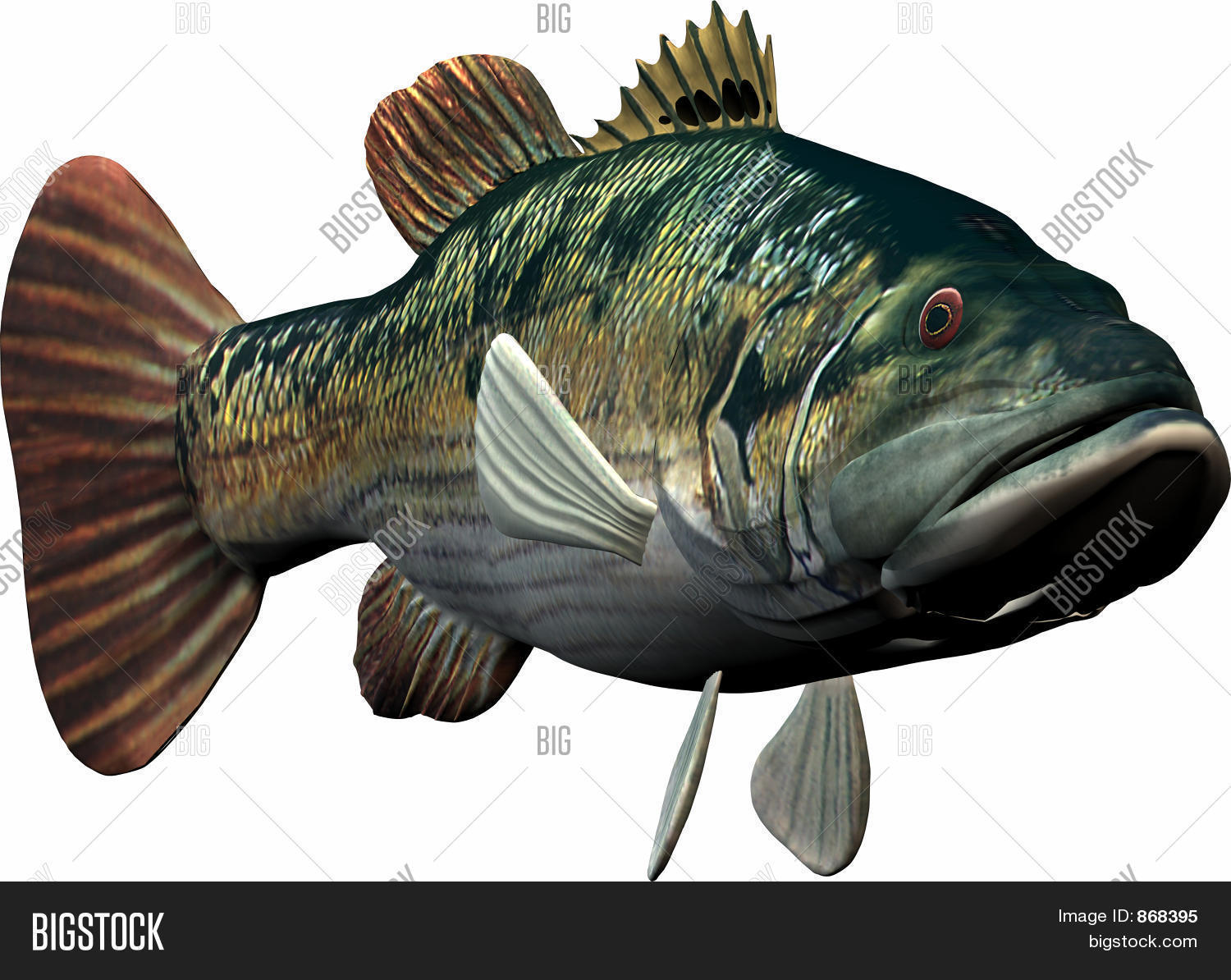 Fish Swimming Towards You Image & Photo | Bigstock