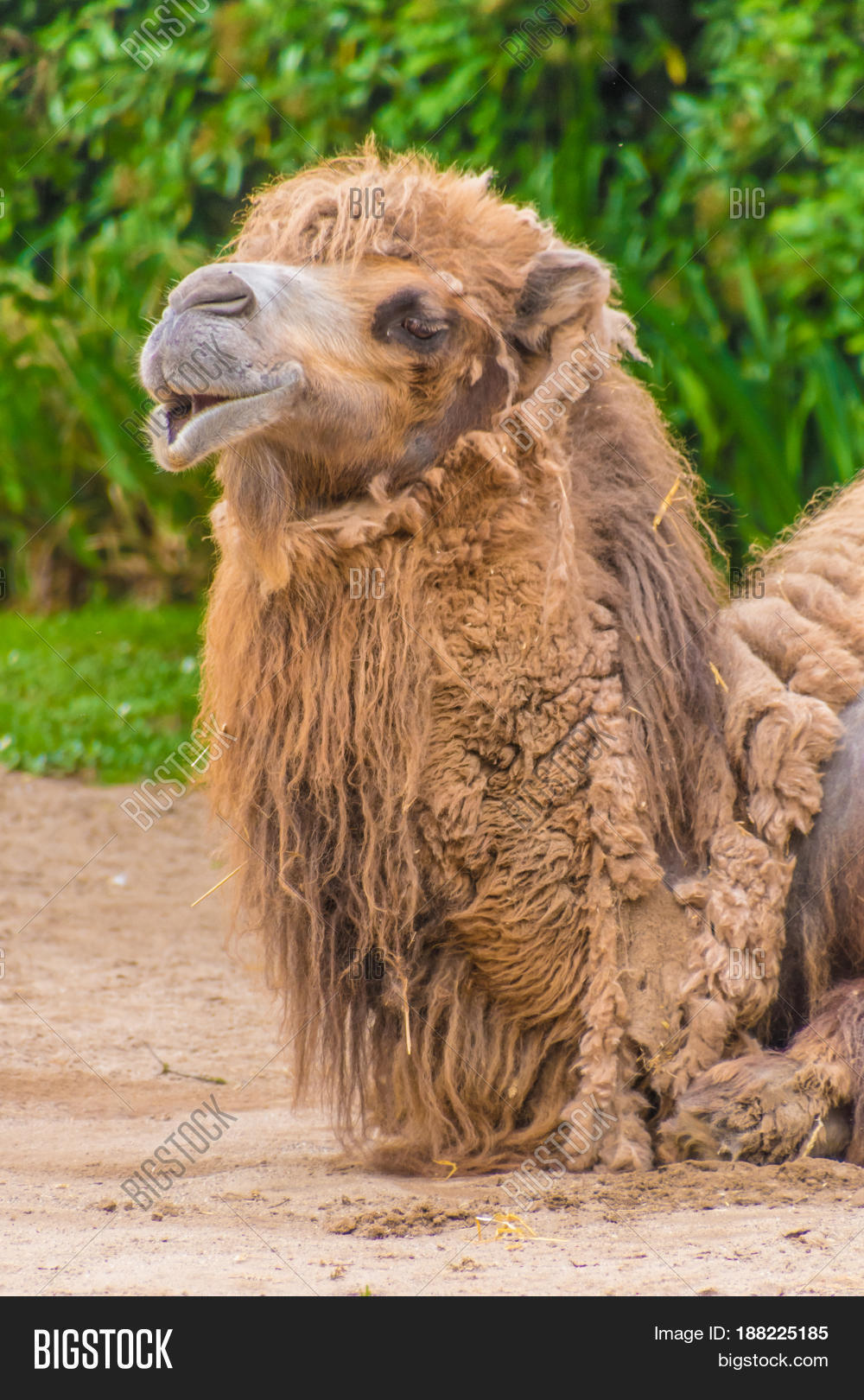 Camel Dromedary Two Humps Brown Fluffy Brown Fur Eating Stock Photo ...