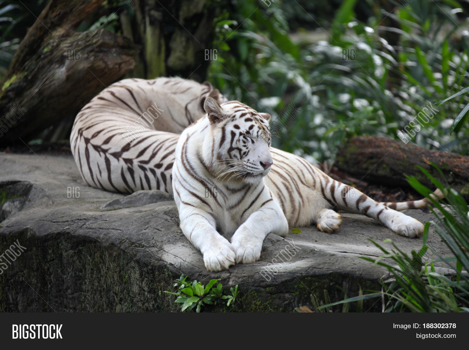 Rare Colored Tigers