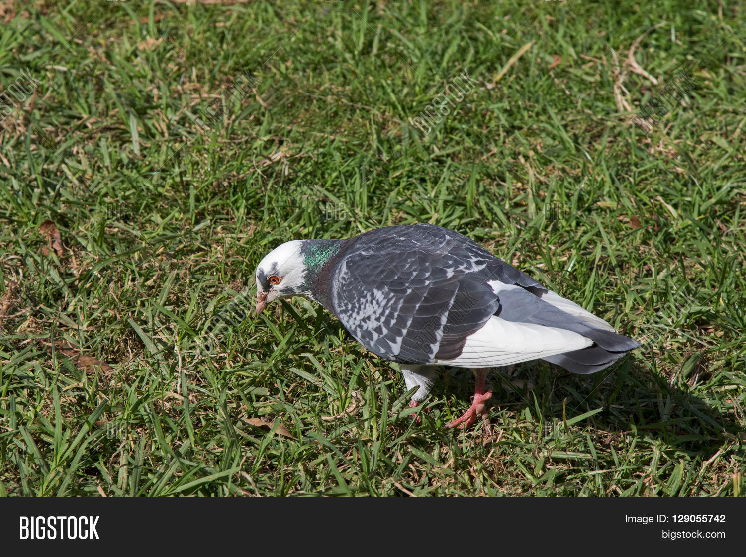 Grey White Racing Pigeon Bird White Image & Photo | Bigstock