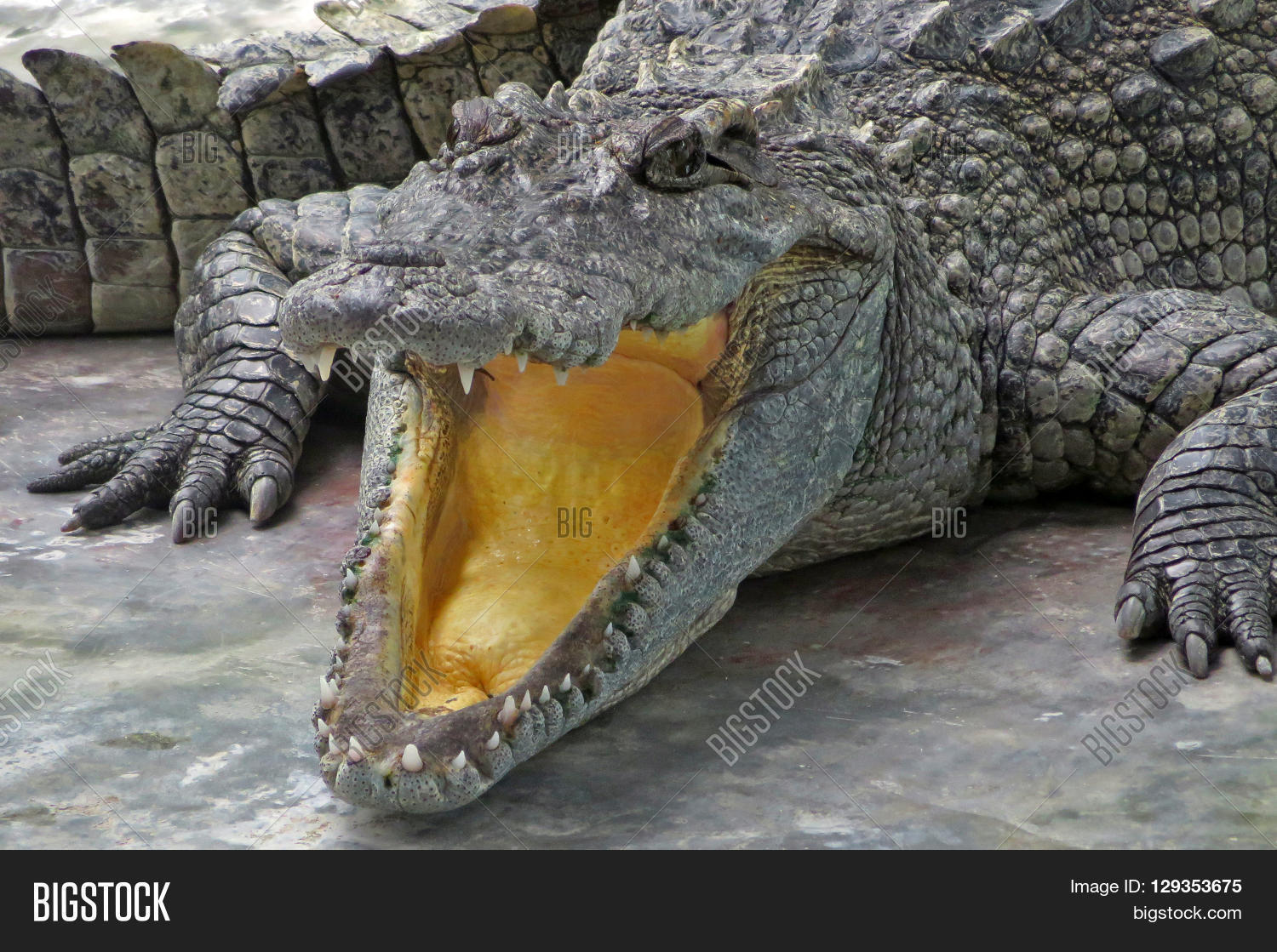 Crocodile. Alligator, with mouth open showing teeth Stock Photo & Stock ...