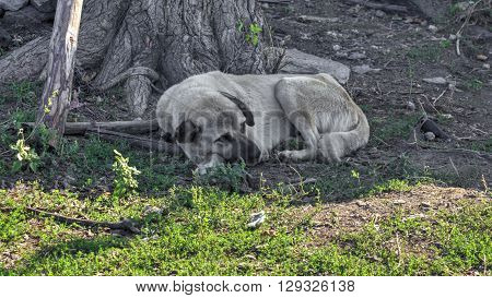 Dog Under Tree Images, Stock Photos & Illustrations | Bigstock