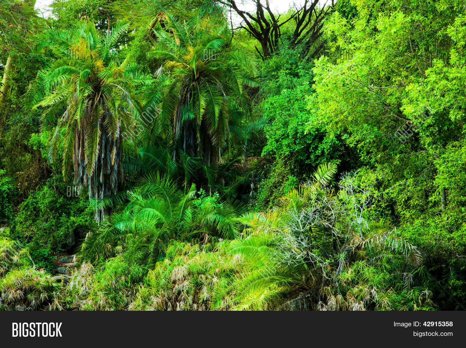 Jungle, bush trees and plants background in Africa. Tsavo West, Kenya ...