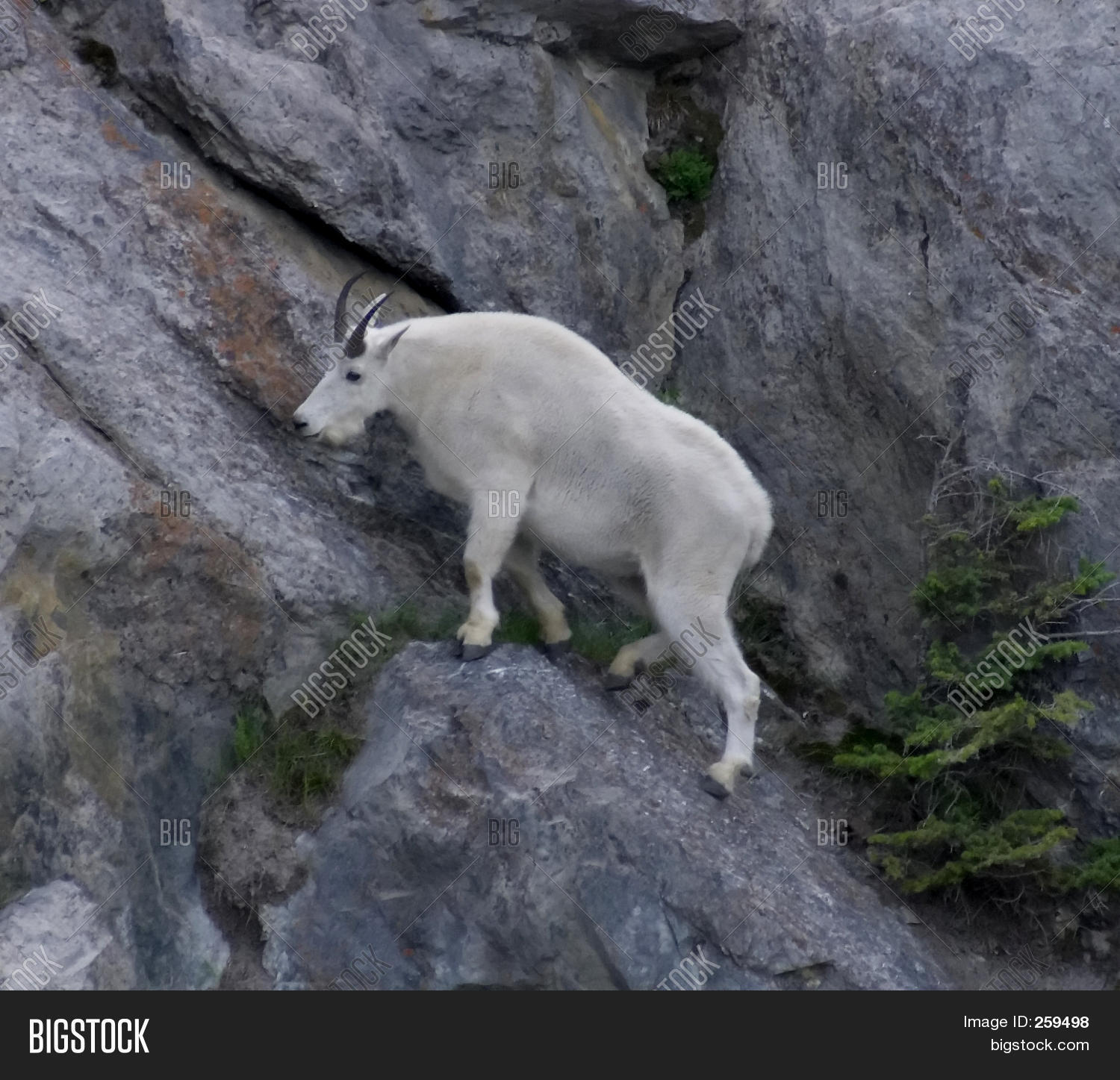 Mountain Goat Climbing Stock Photo & Stock Images | Bigstock