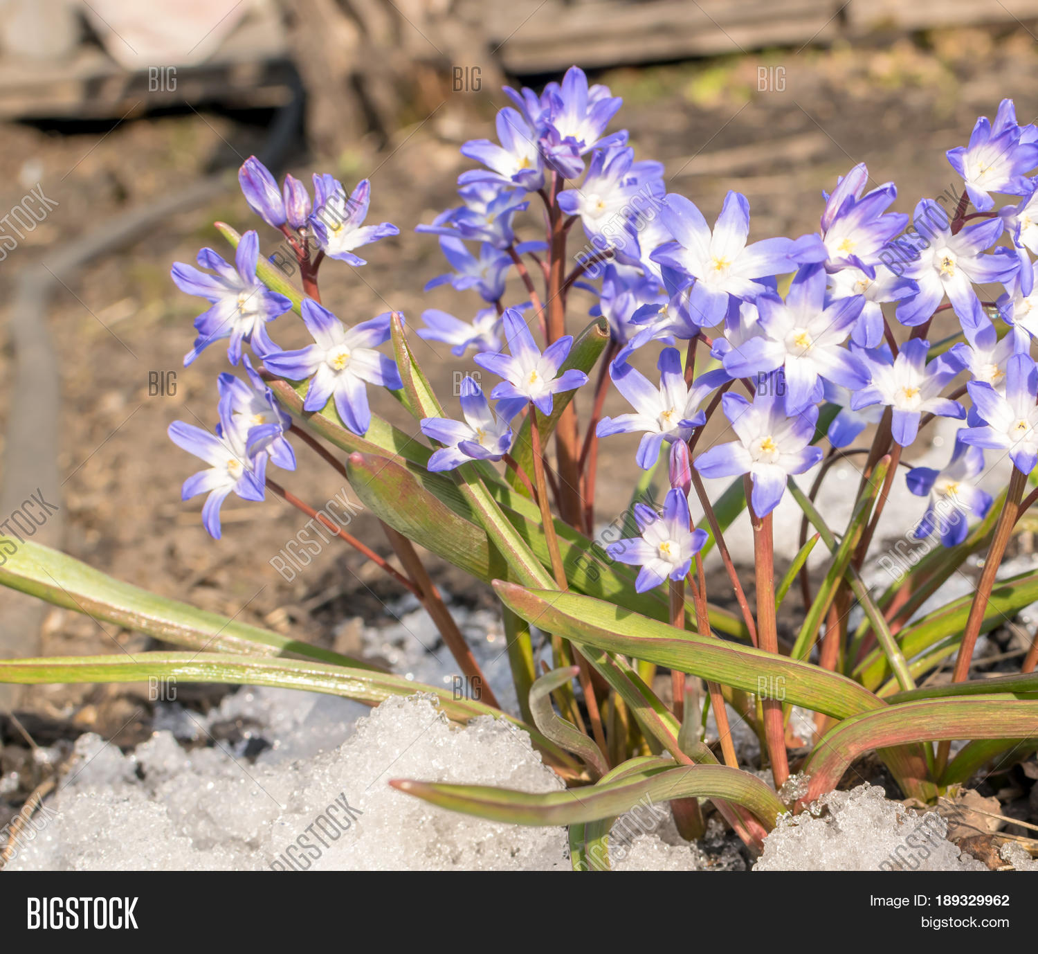 Beautiful Fresh Blue Spring Flowers Image & Photo | Bigstock