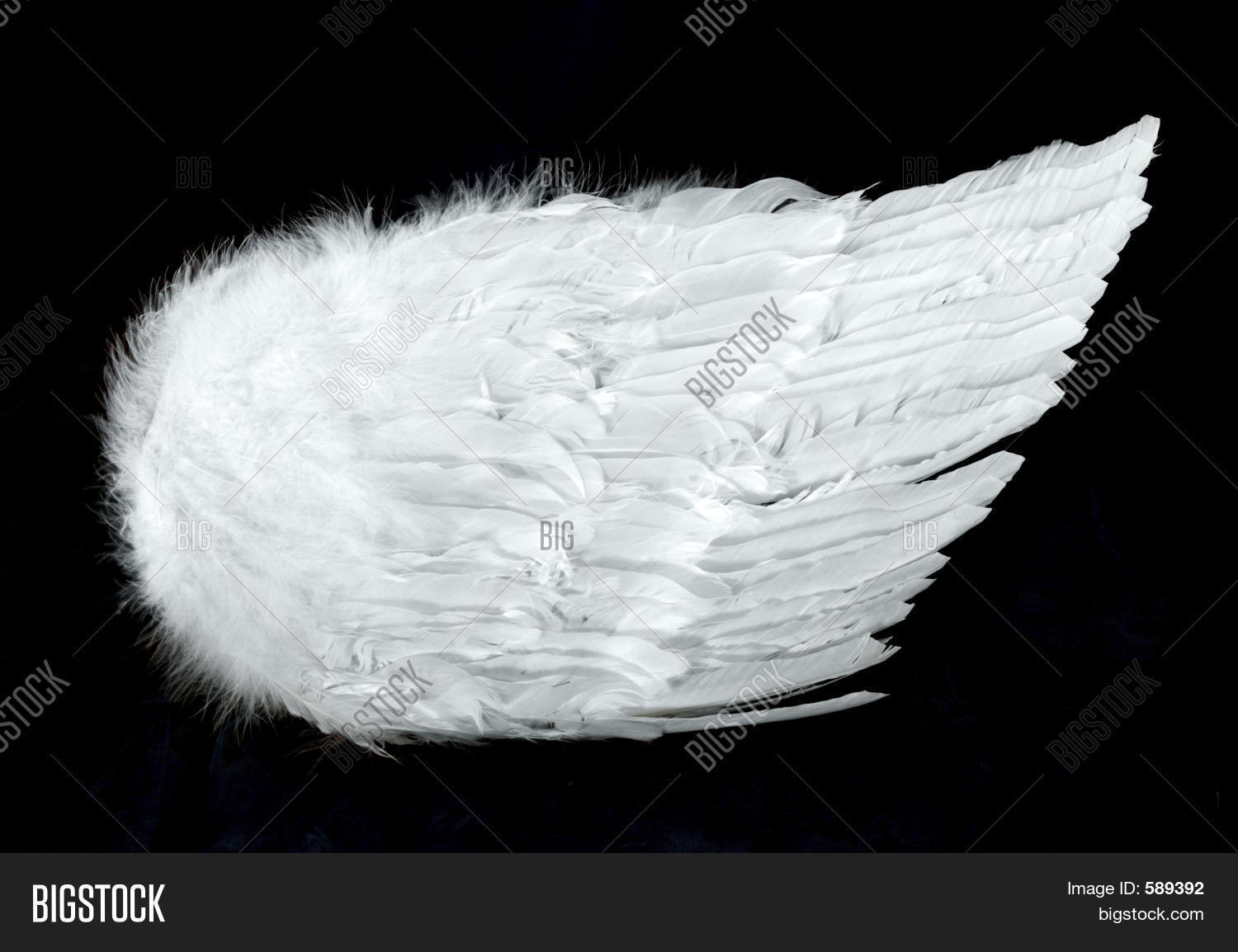 Angel Wings Side View Isolated On Image & Photo | Bigstock