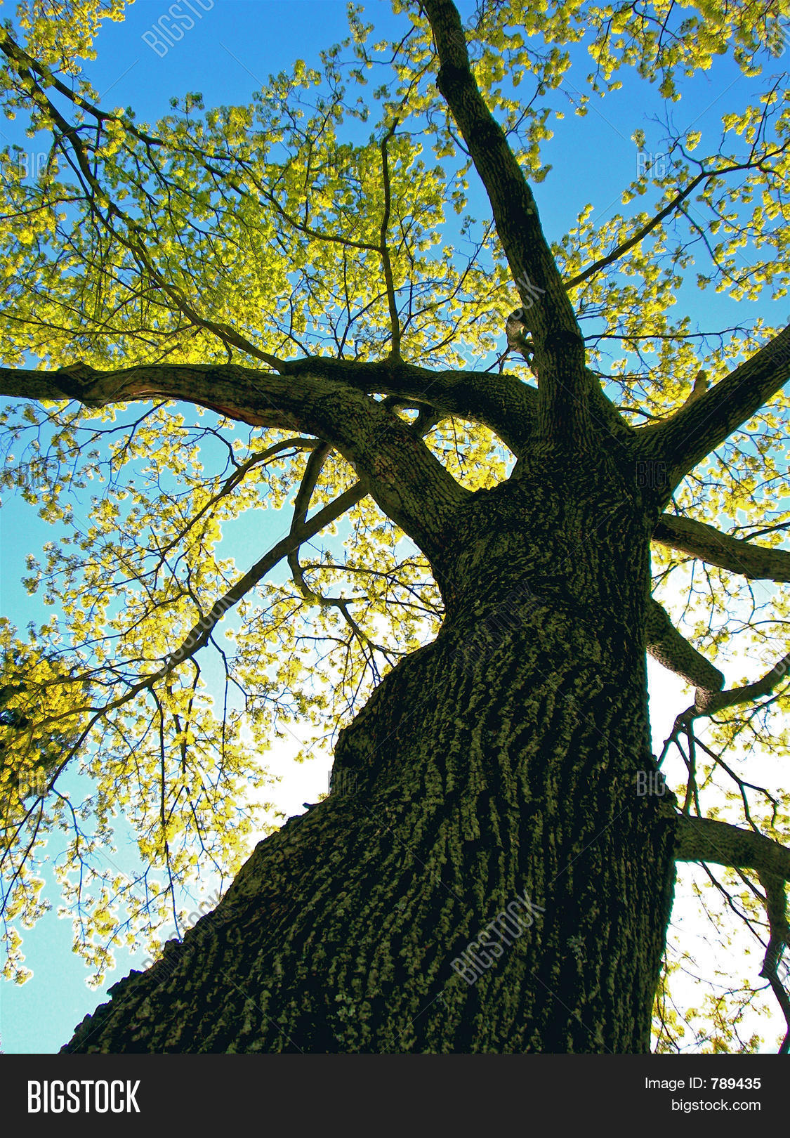 Black Elm Tree Sunlight Image & Photo | Bigstock